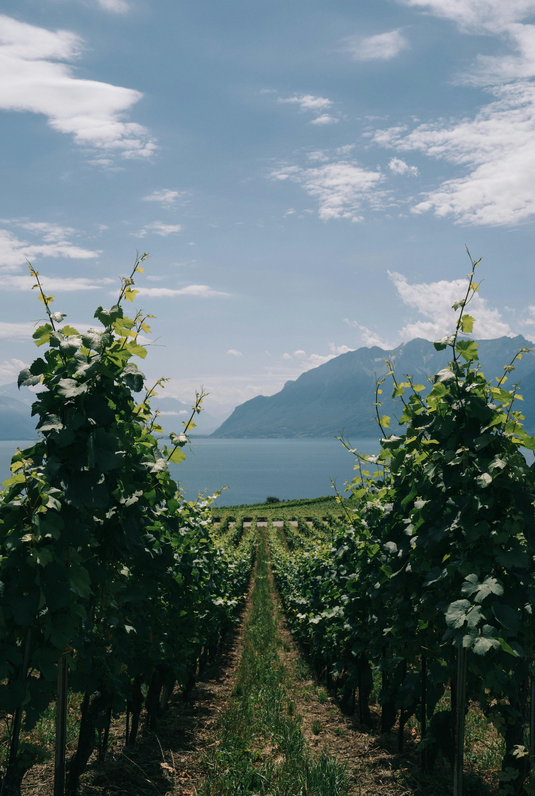 Misty Cliffs – Misty Cliffs Wines