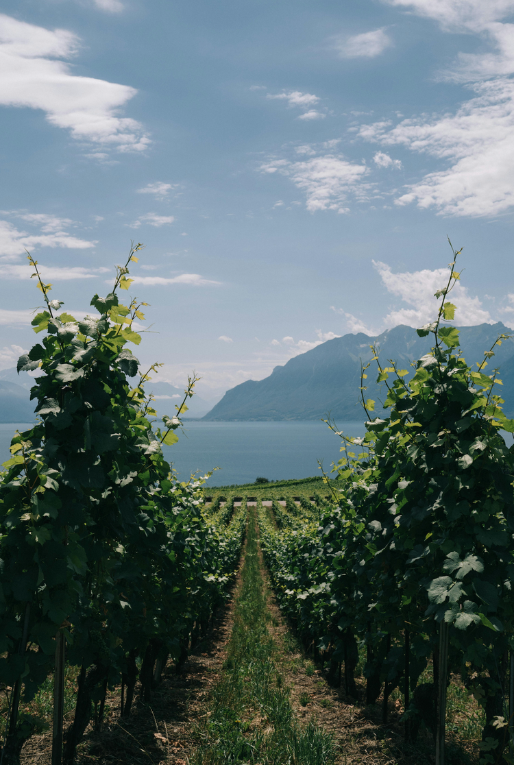 Misty Cliffs – Misty Cliffs Wines