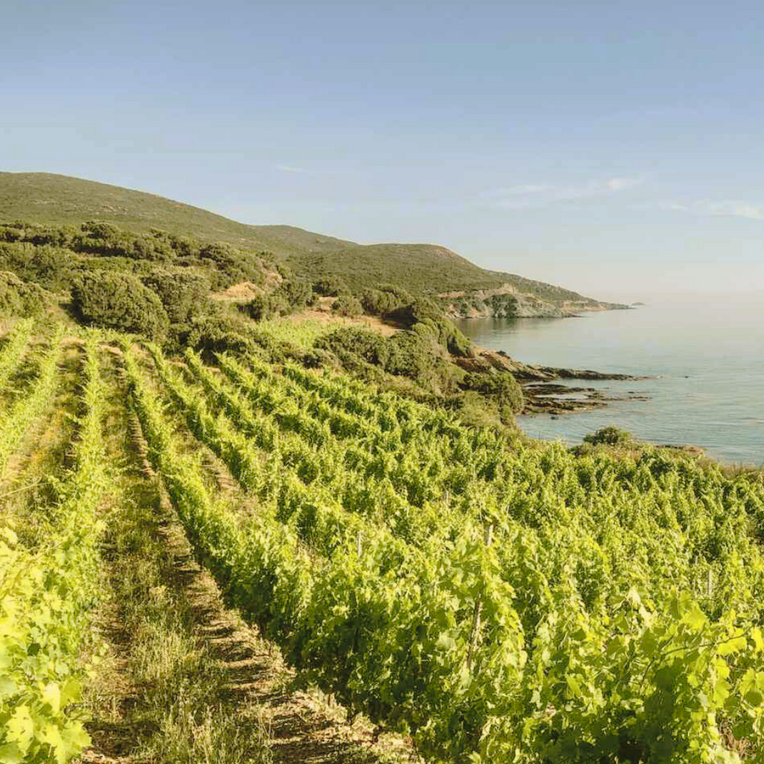 Misty Cliffs – Misty Cliffs Wines